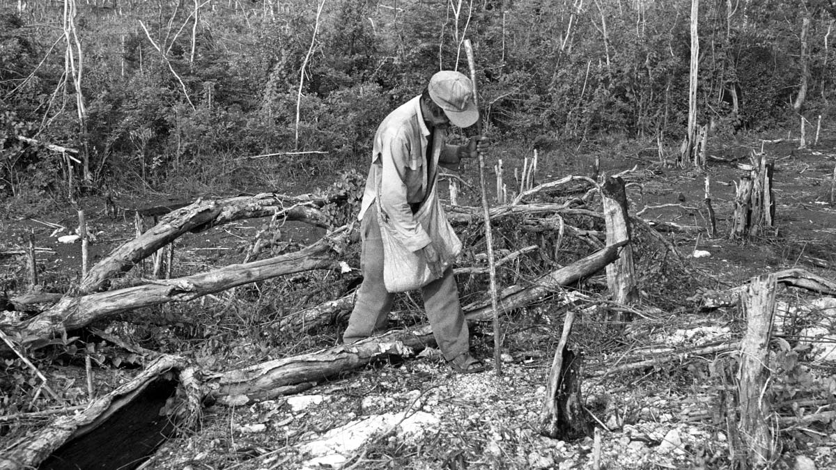 5. Juan del Monte, K’áaxil Wíinik, cuidador de montes - Cultura Yucatán ...